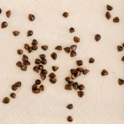 Aloe (Aloe prostrata) in the Aloes Database - Garden.org