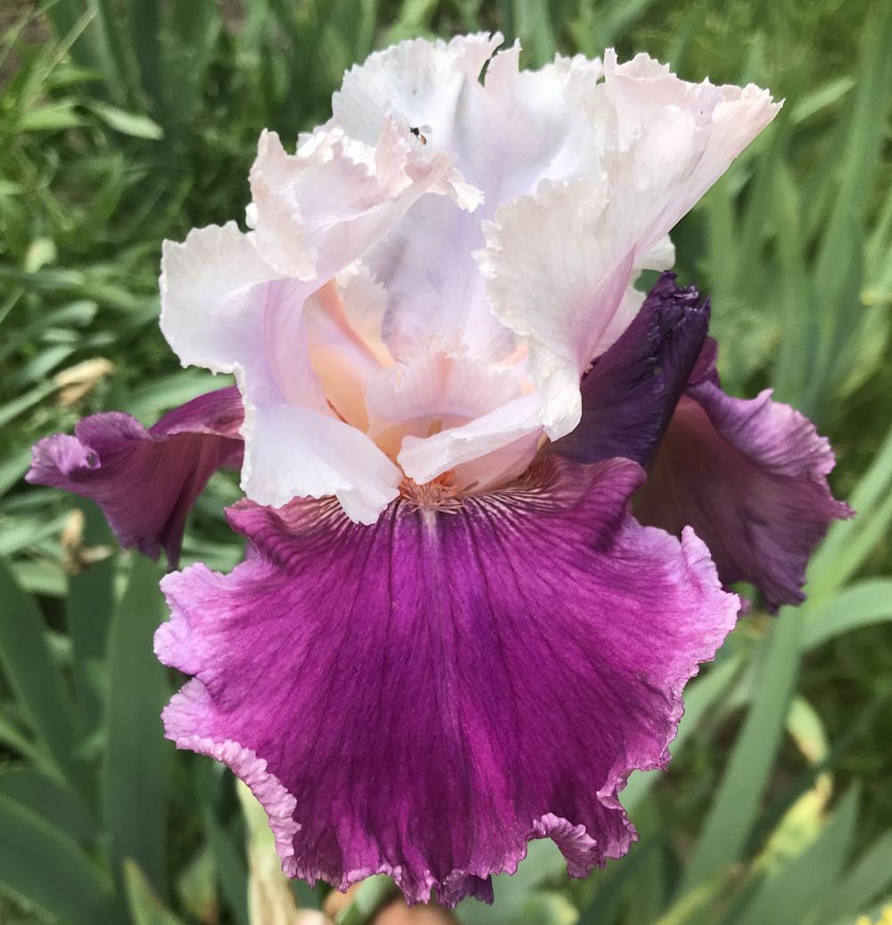 Photo of the bloom of Tall Bearded Iris (Iris 'Robin of Loxley') posted ...