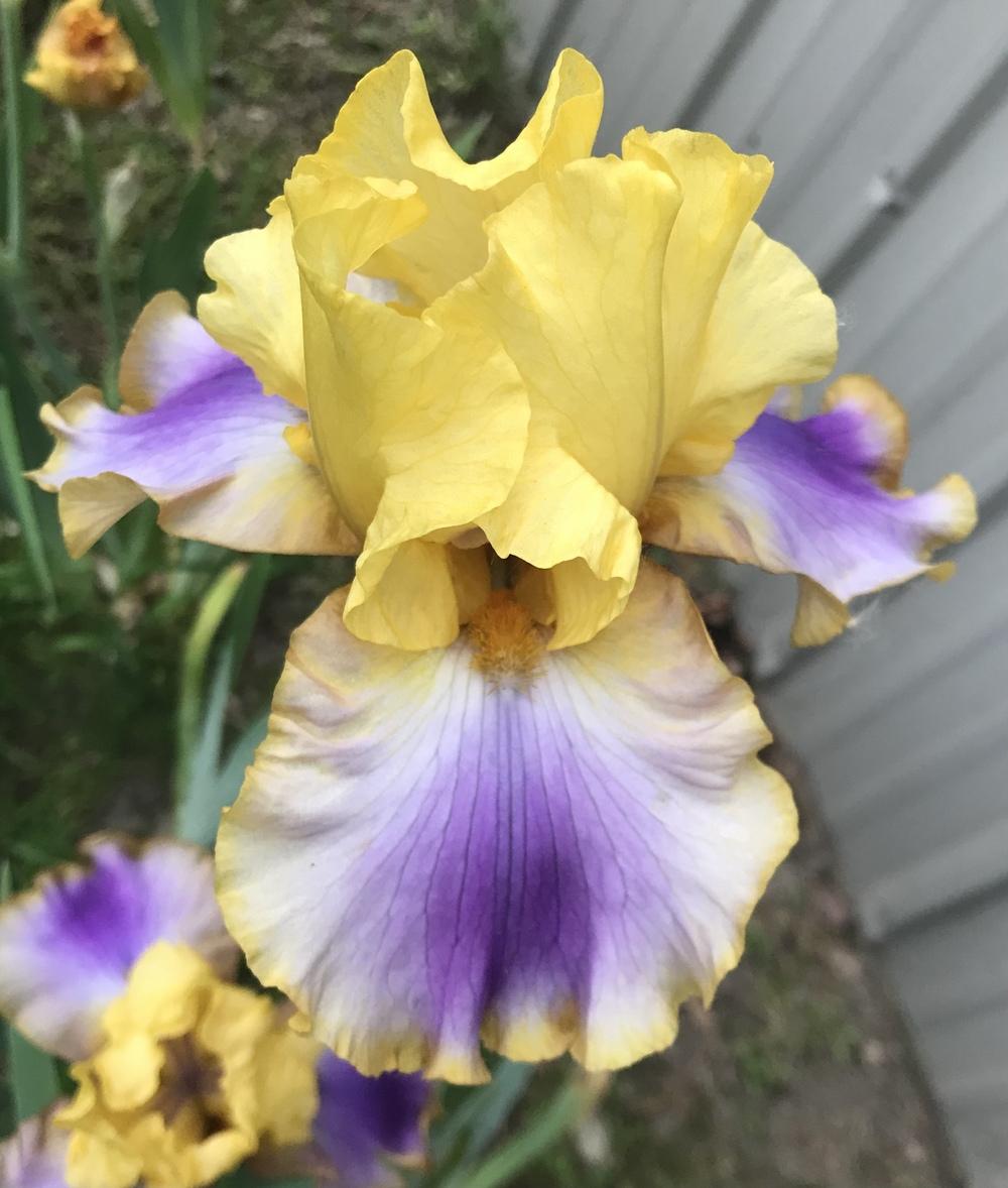 Photo of the bloom of Tall Bearded Iris (Iris 'Disco Eclipse') posted ...