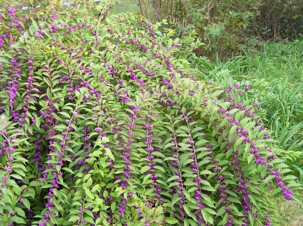 Beauty Berry (Callicarpa macrophylla) in the Beautyberries Database ...