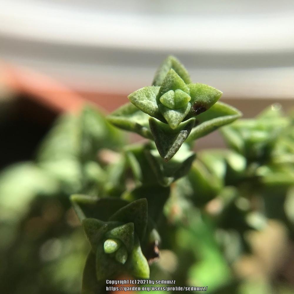 Photo of the entire plant of Rosary Vine (Crassula rupestris subsp ...
