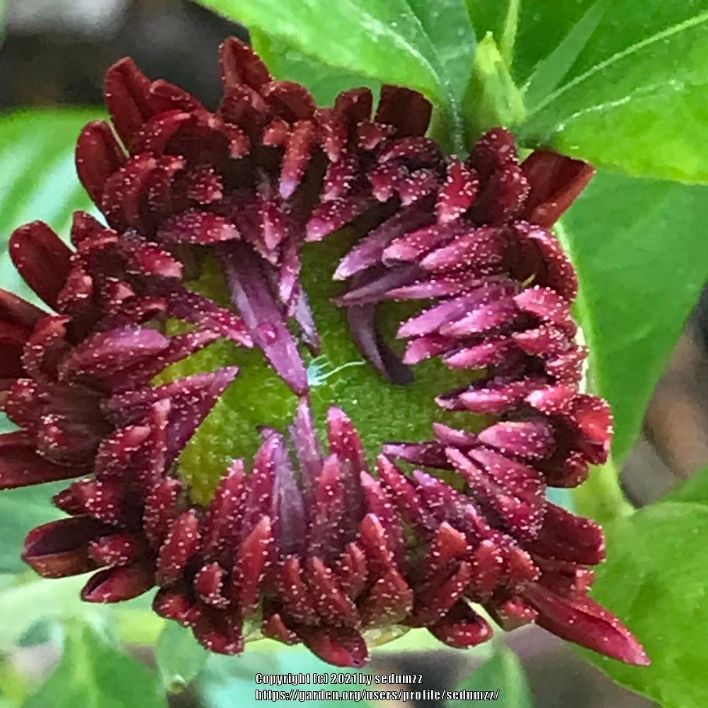 Photo of the bloom of Spoon Mum (Chrysanthemum 'Redwing') posted by ...