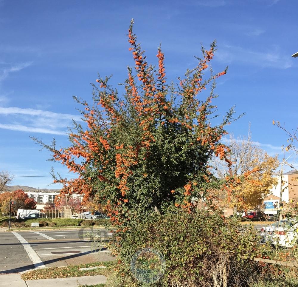 Firethorn (Pyracantha) - Garden.org