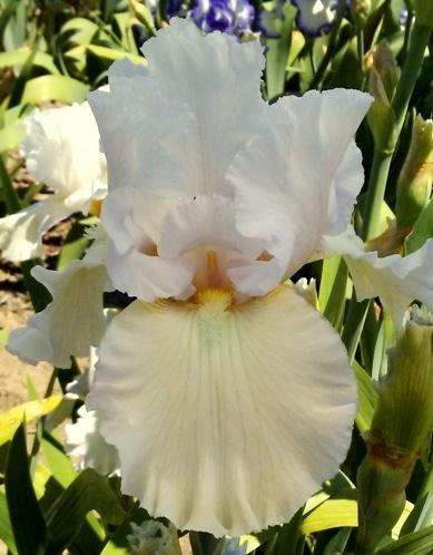 Tall Bearded Iris (Iris 'Ivory Dice') in the Irises Database - Garden.org