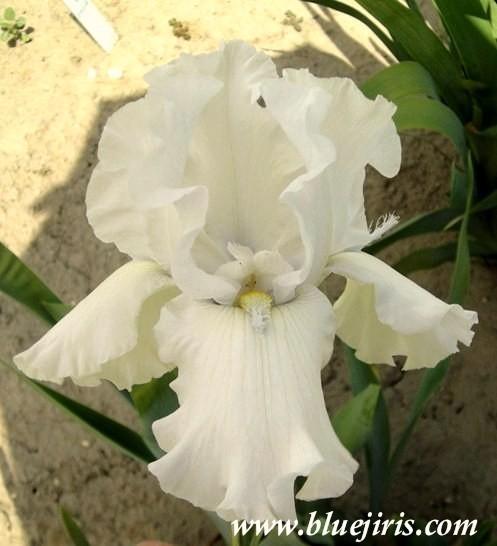 Tall Bearded Iris (Iris 'King of Angels') in the Irises Database ...