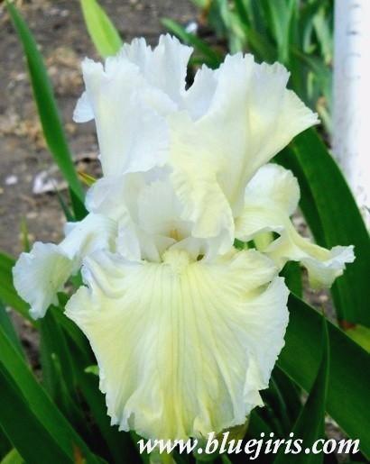 Tall Bearded Iris (Iris 'Helen Cochran') in the Irises Database ...