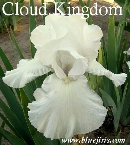 Tall Bearded Iris (Iris 'Cloud Kingdom') in the Irises Database ...