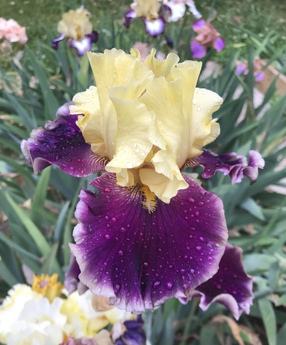 Photo of the bloom of Tall Bearded Iris (Iris 'Football Hero') posted ...