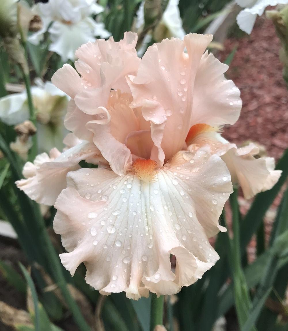 Photo of the bloom of Tall Bearded Iris (Iris 'Kitty Kay') posted by ...