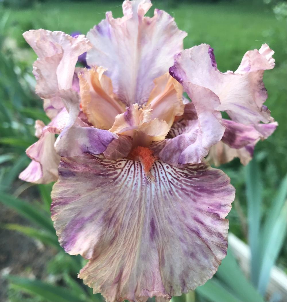 Photo of the bloom of Border Bearded Iris (Iris 'Raspberry Silk ...