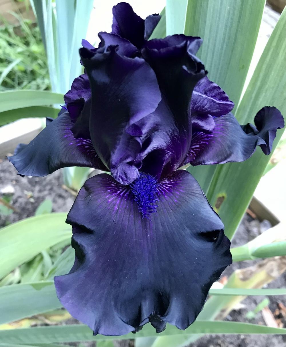 Photo of the bloom of Tall Bearded Iris (Iris 'Ghost Train') posted by ...