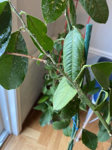 Lemon tree scale in the Ask a Question forum - Garden.org
