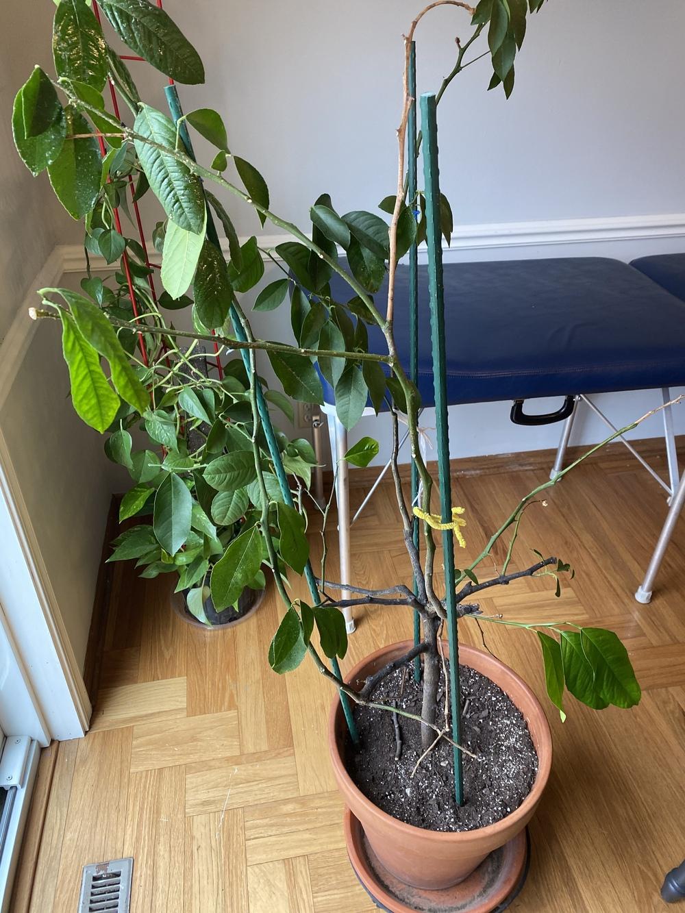 Lemon tree scale in the Ask a Question forum - Garden.org