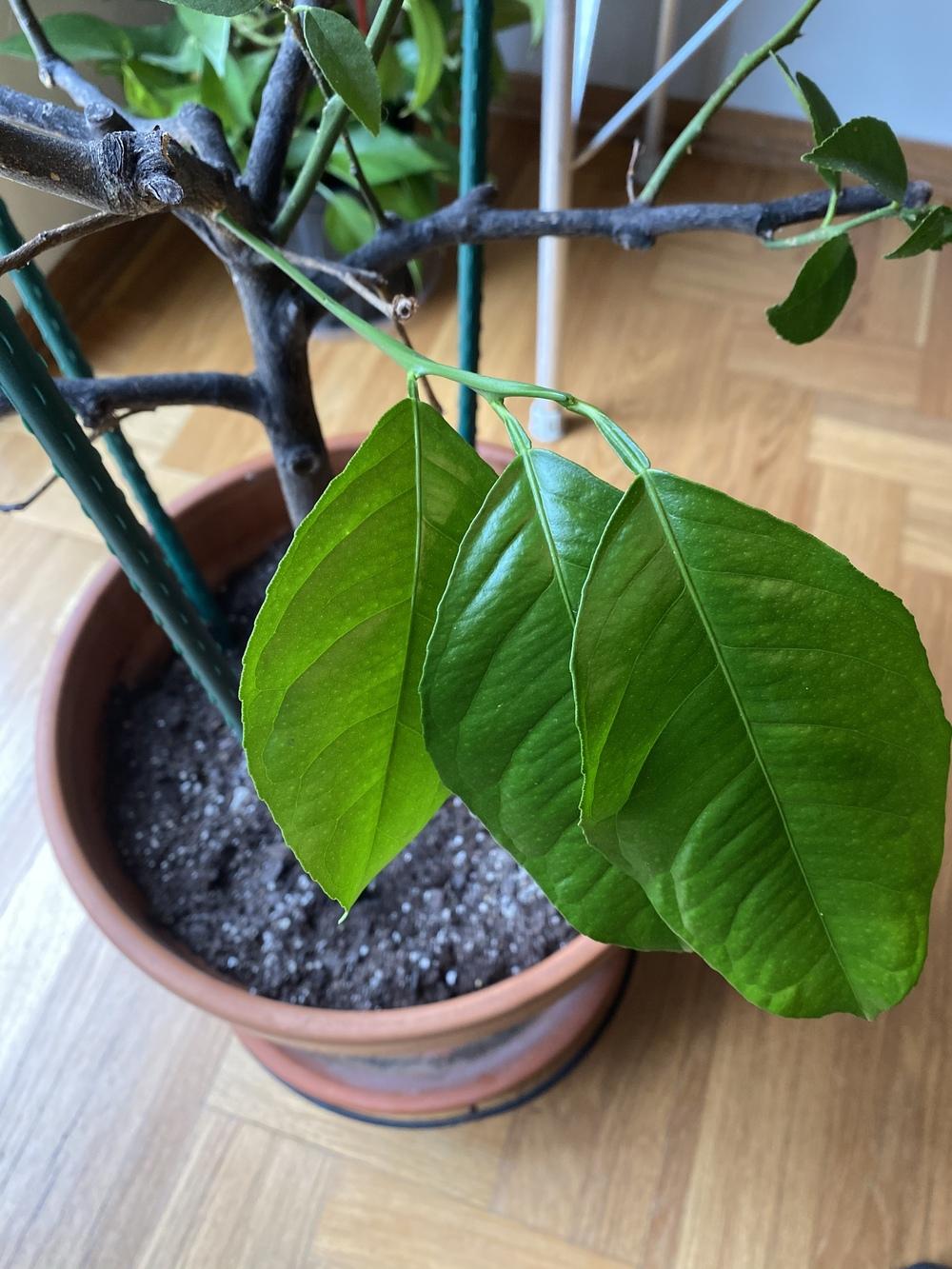 Lemon tree scale in the Ask a Question forum - Garden.org