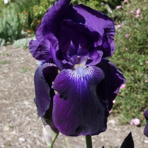 Tall Bearded Iris (Iris 'Sable') in the Irises Database - Garden.org
