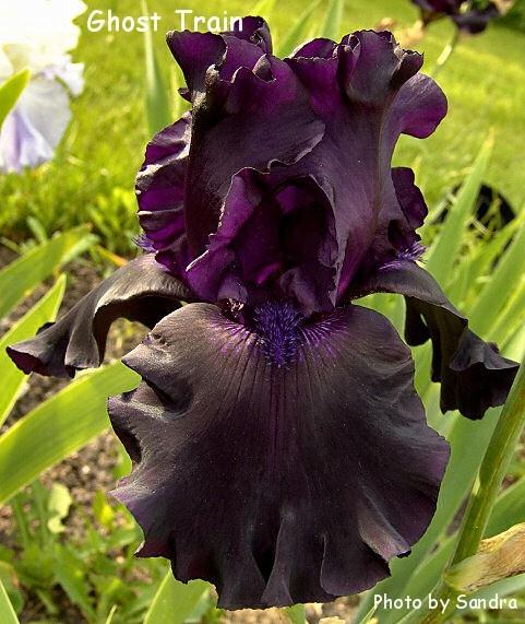 Photo of the bloom of Tall Bearded Iris (Iris 'Ghost Train') posted by ...