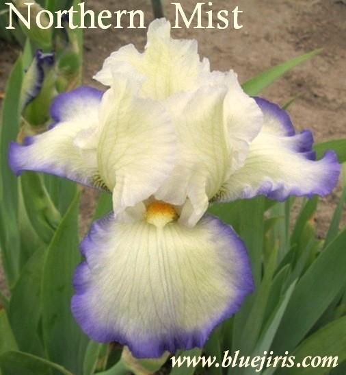 Photo of the bloom of Tall Bearded Iris (Iris 'Northern Mist') posted ...