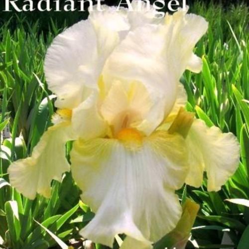 Tall Bearded Iris (Iris 'Radiant Angel') in the Irises Database ...