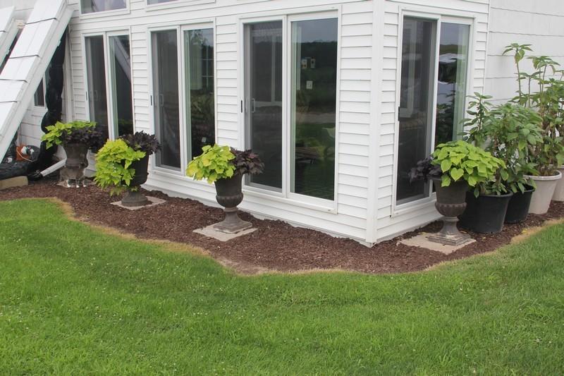 Sweet potato vines in the Ask a Question forum - Garden.org