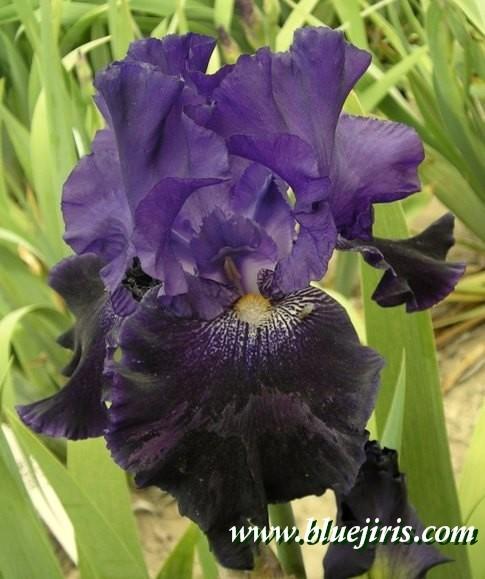 Tall Bearded Iris (Iris 'Oklahoma Crude') in the Irises Database ...