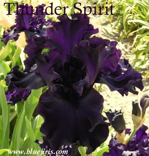 Photo of the bloom of Tall Bearded Iris (Iris 'Thunder Spirit') posted ...