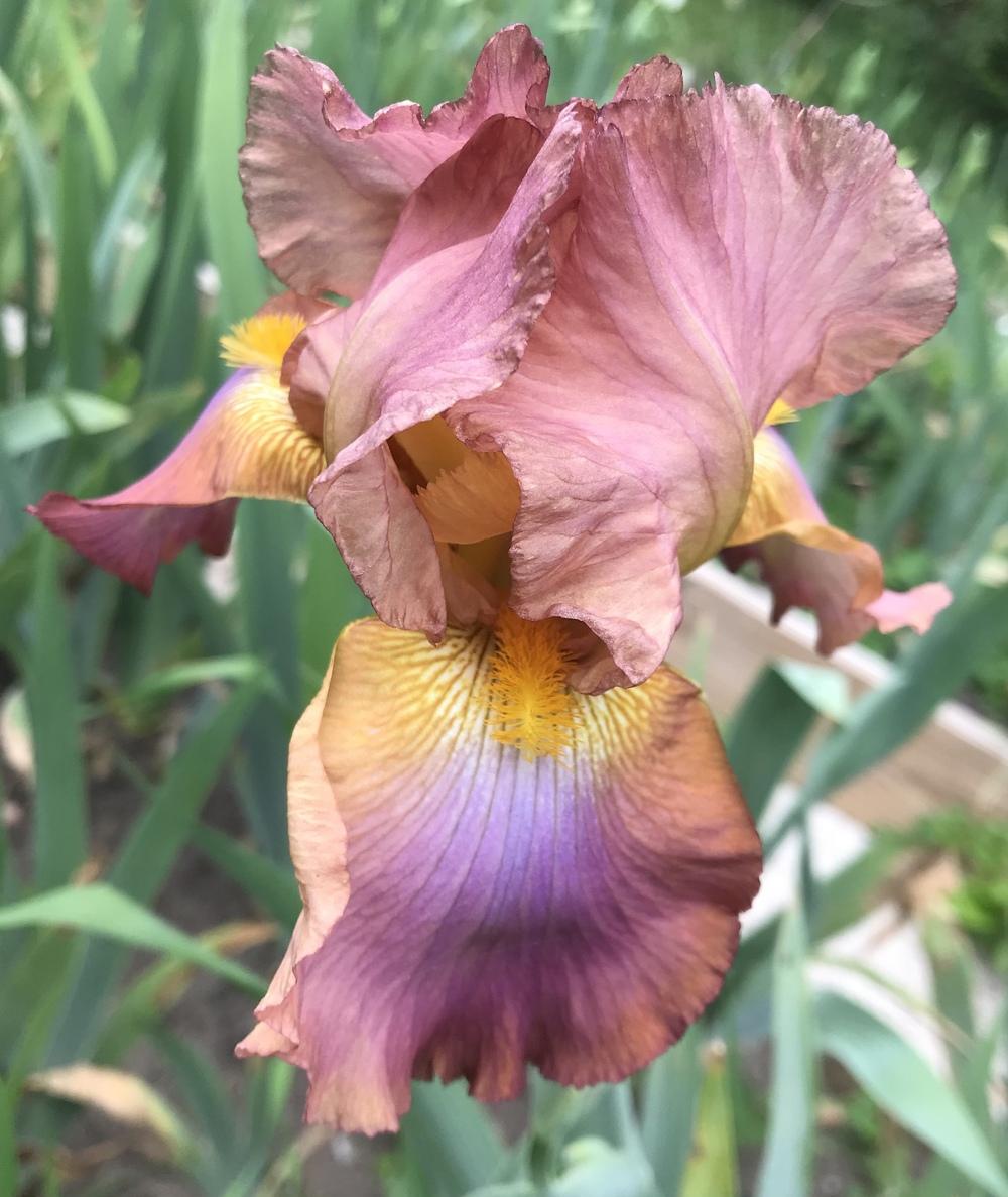 Photo of the bloom of Tall Bearded Iris (Iris 'Captain's Table') posted ...