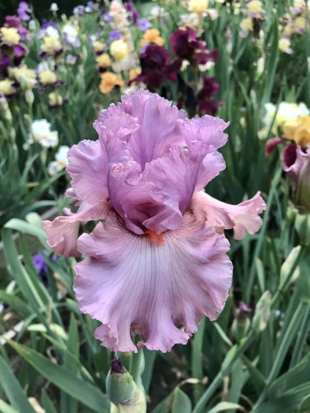 Photo of the bloom of Tall Bearded Iris (Iris 'Designer Label') posted ...