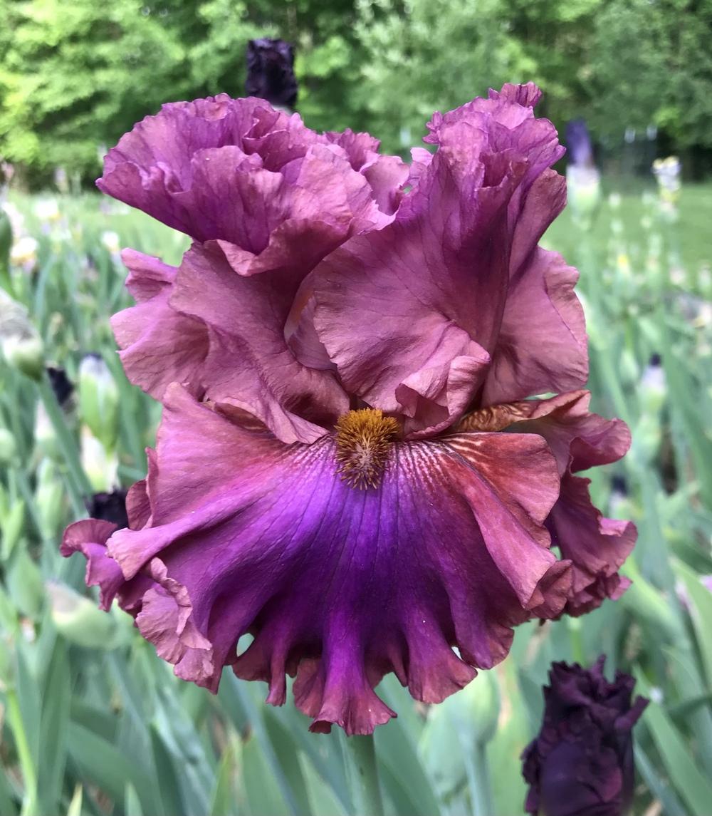 Photo of the bloom of Tall Bearded Iris (Iris 'Ravishing Ruby') posted ...
