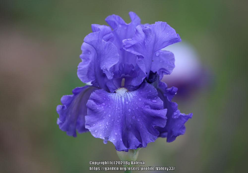 Photo of the bloom of Tall Bearded Iris (Iris 'Fiesta in Blue') posted ...