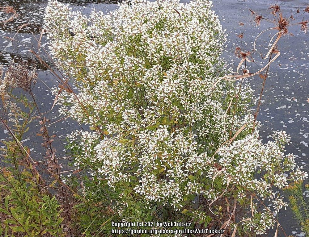Photo of the entire plant of Sea Myrtle (Baccharis halimifolia) posted ...
