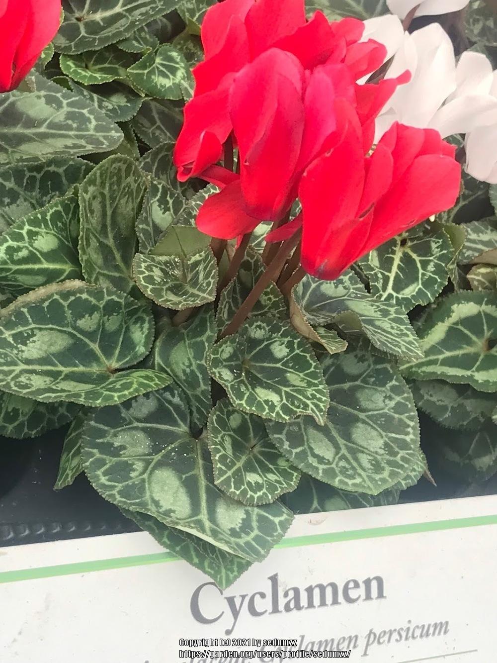 Photo of the entire plant of Cyclamen (Cyclamen persicum 'Royal Mini ...