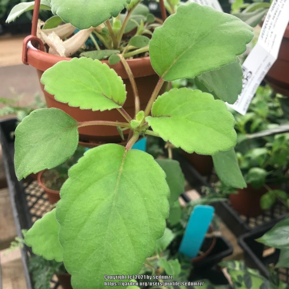 Photo of the entire plant of Lace Flower (Alsobia 'Cygnet') posted by ...