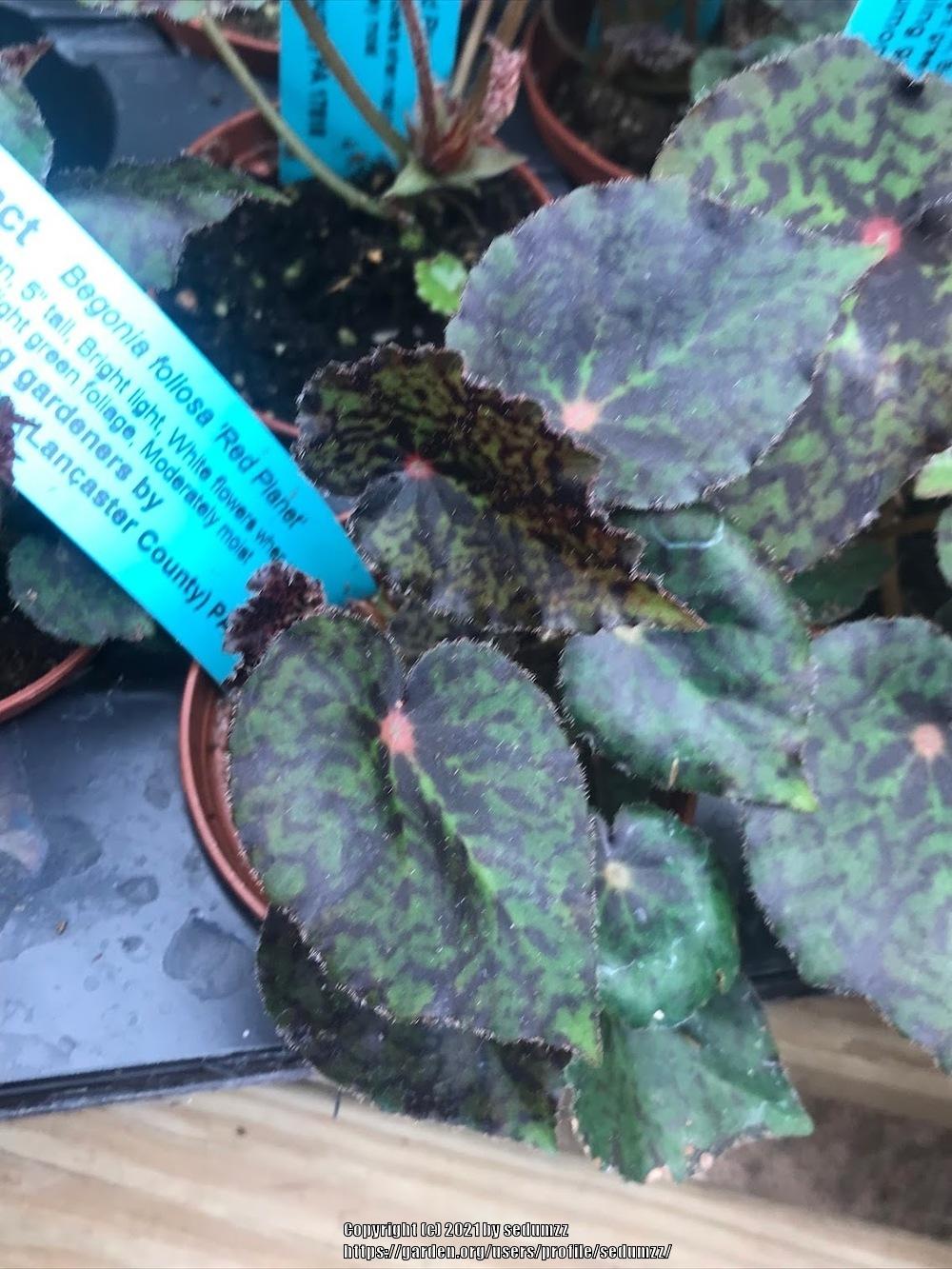 Begonia 'Red Planet' in the Begonias Database - Garden.org