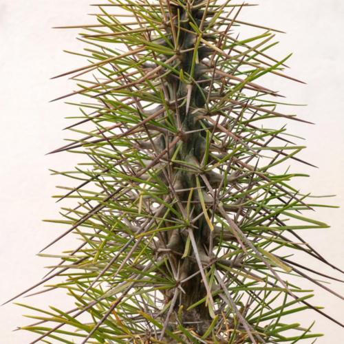 Octopus Tree (Didierea madagascariensis) - Garden.org