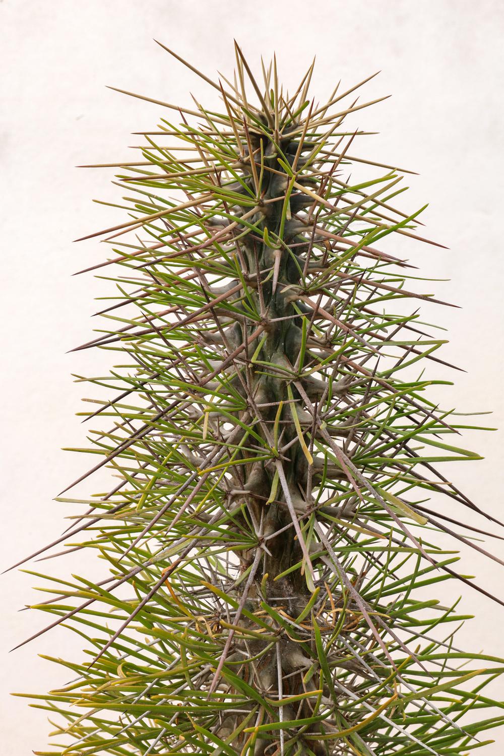 Photo of the stem, scape, stalk or bark of Octopus Tree (Didierea ...