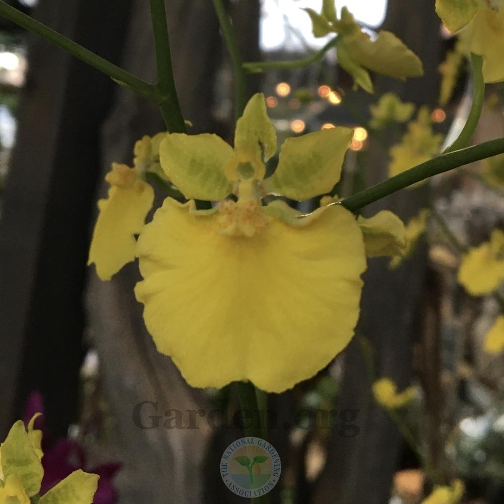 Photo of the bloom of Orchid (Oncidesa Lemon Heart) posted by ...
