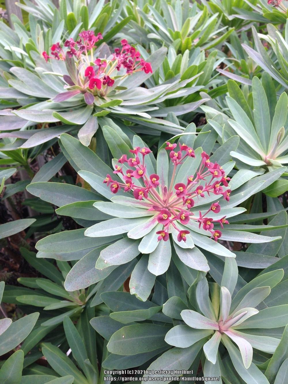 Spurge (Euphorbia atropurpurea) in the Euphorbias Database - Garden.org