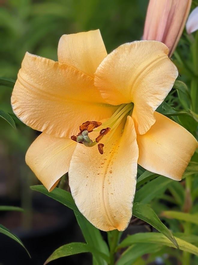 Photo of the bloom of Lily (Lilium 'Saltarello') posted by Joy - Garden.org