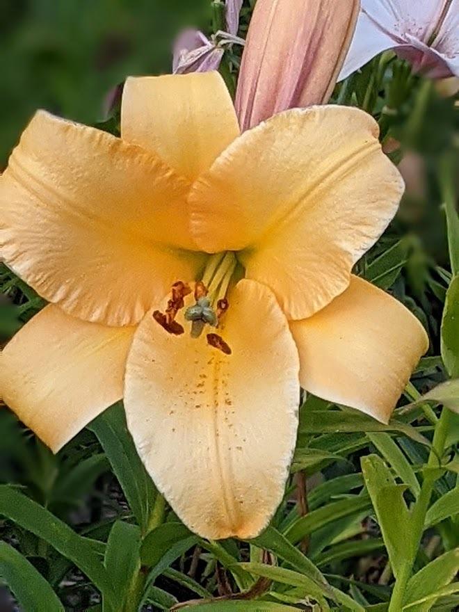 Photo of the bloom of Lily (Lilium 'Saltarello') posted by Joy - Garden.org