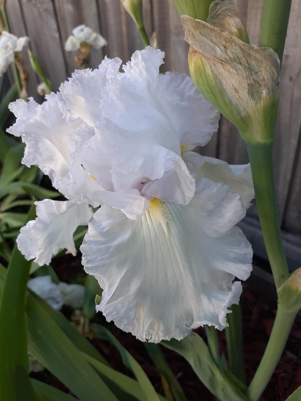 Photo of the bloom of Tall Bearded Iris (Iris 'Bubbling Lace') posted ...