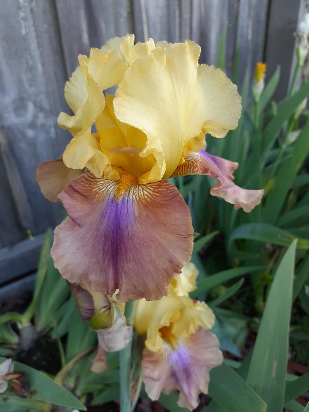 Tall Bearded Iris (Iris 'Sutherland's Rainbow') in the Irises Database ...