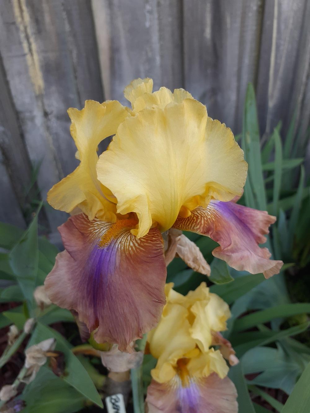 Photo of the bloom of Tall Bearded Iris (Iris 'Sutherland's Rainbow ...