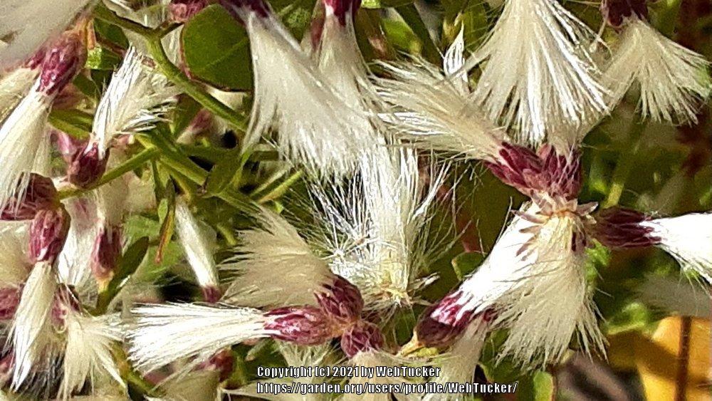 Photo of the bloom of Sea Myrtle (Baccharis halimifolia) posted by ...