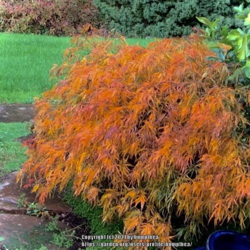 Cutleaf Japanese Maple (Acer palmatum 'Viridis') - Garden.org