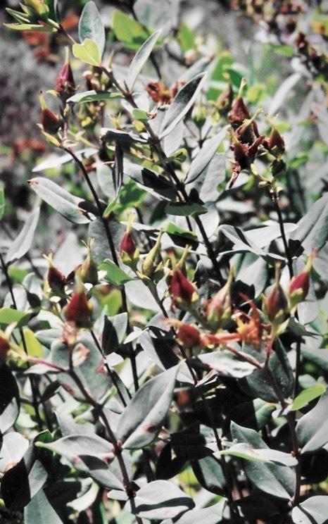 Photo of the closeup of buds, sepals and receptacles of St. John's Wort ...