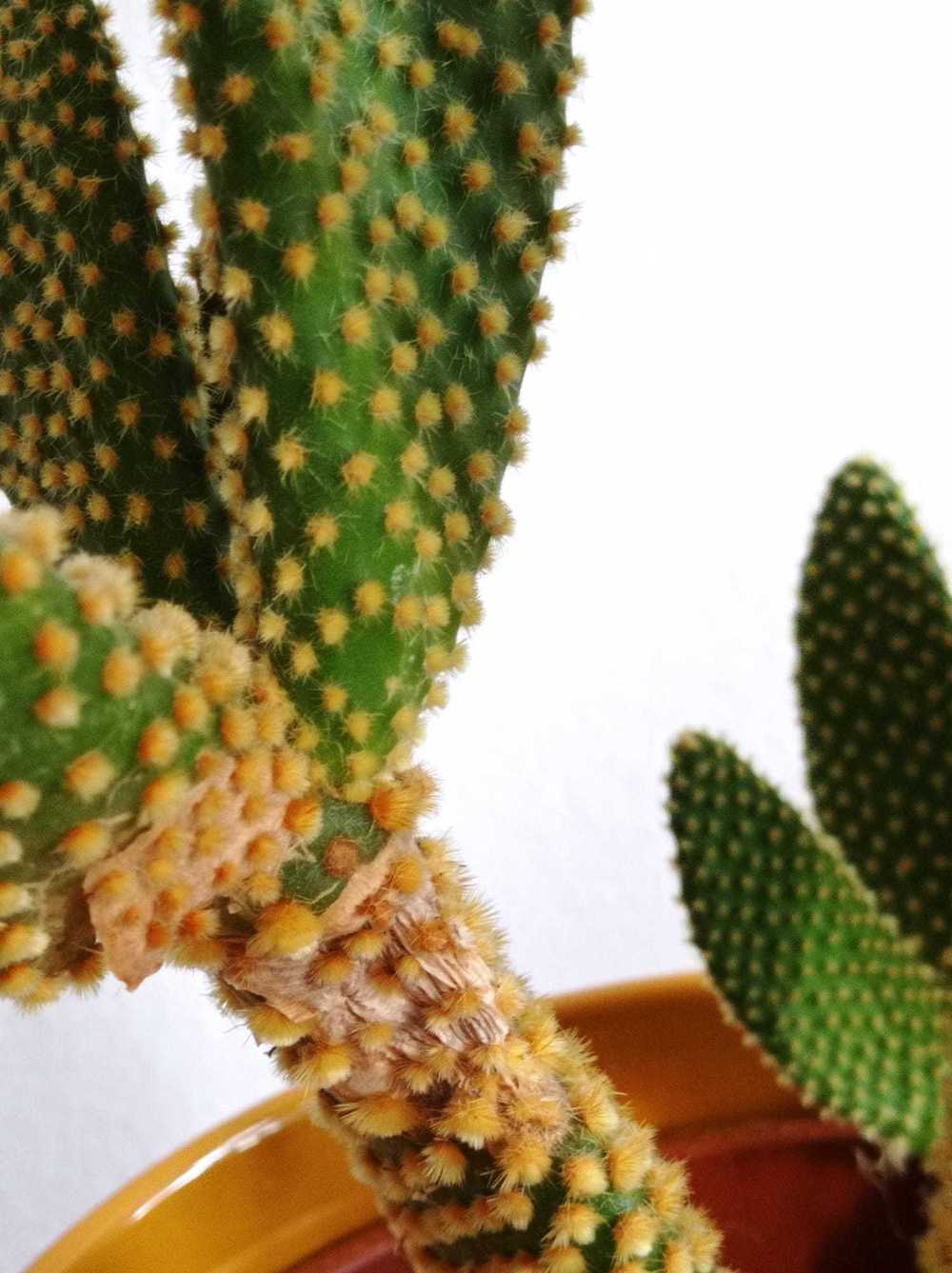 Sick Cactus - Can you help? in the Cactus and Succulents forum - Garden.org