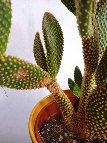 Sick Cactus - Can you help? in the Cactus and Succulents forum - Garden.org