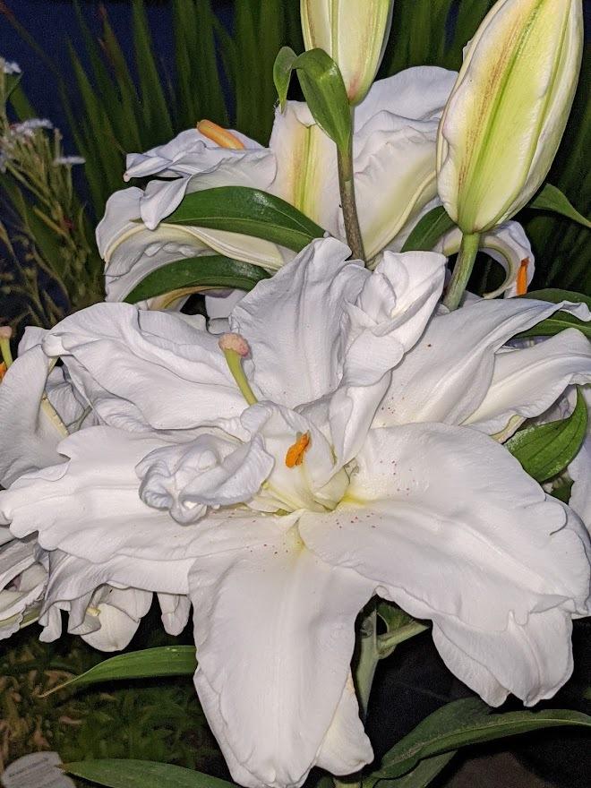 Photo of the bloom of Lily (Lilium 'Snowboard') posted by Joy - Garden.org