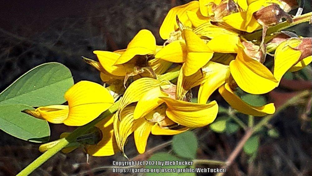 Smooth Rattlebox (Crotalaria pallida) - Garden.org