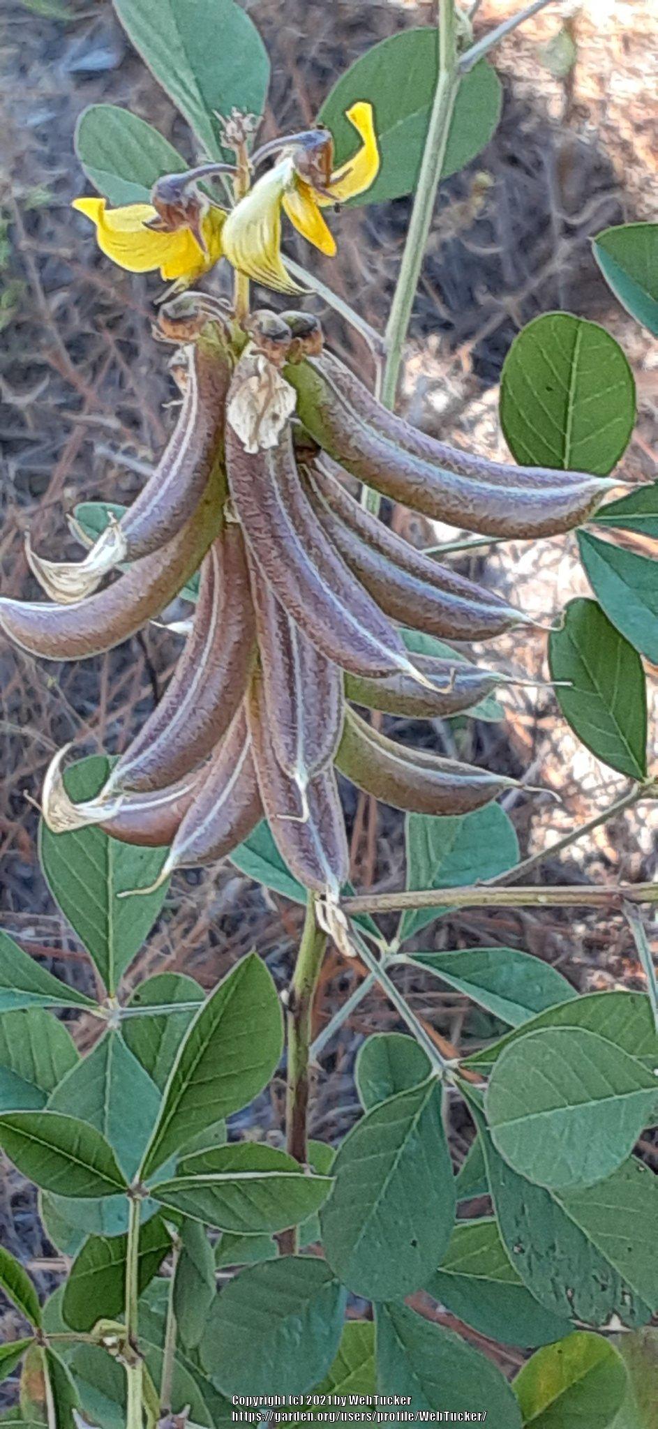 Photo of the fruit of Smooth Rattlebox (Crotalaria pallida) posted by ...